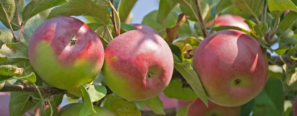 Oral Surgery South Burlington VT, Oral Surgeon